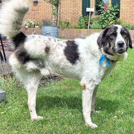 10 jaar Dog Rescue Greece - Dog Rescue Greece